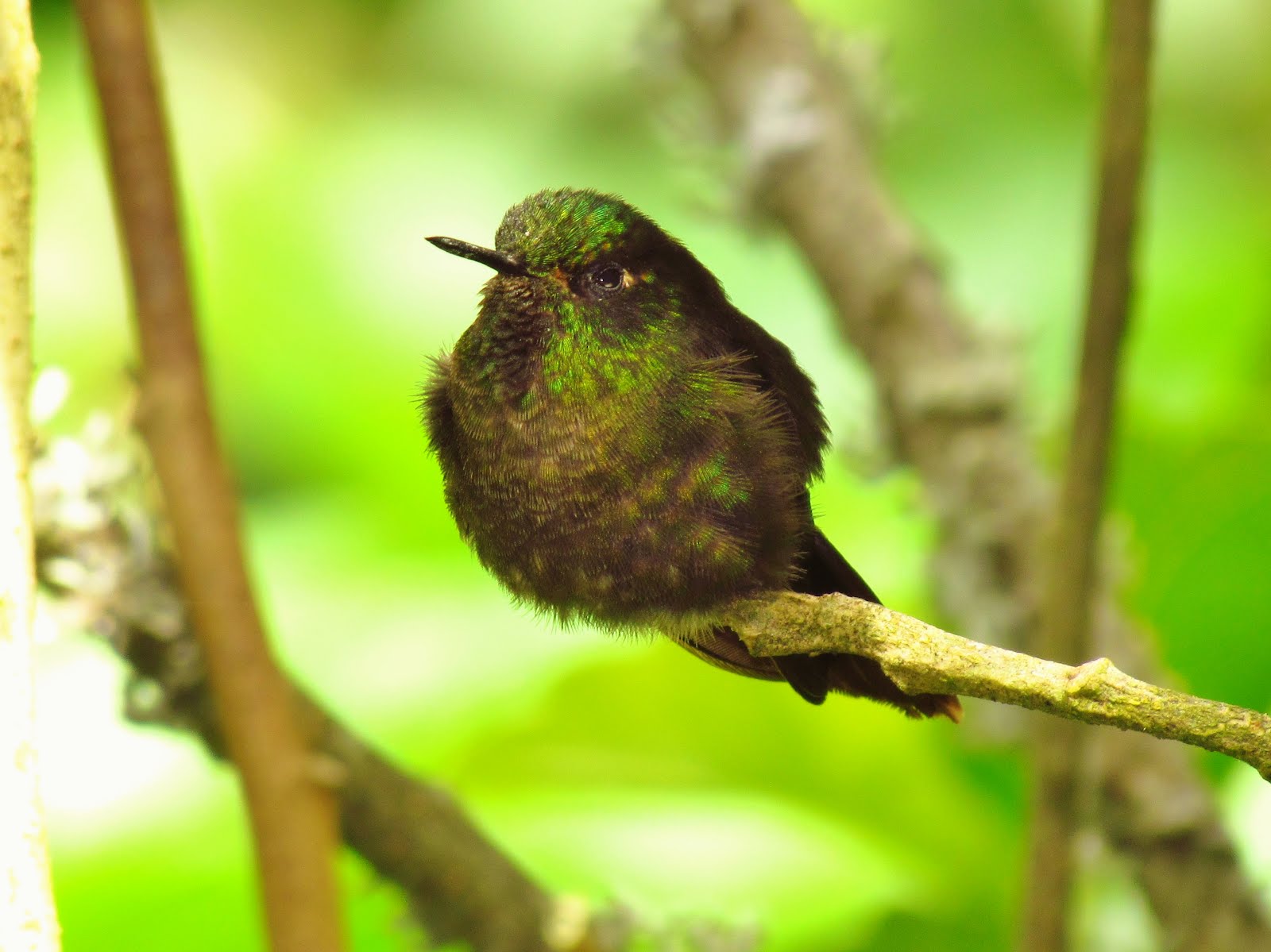 Proyecto Colibríes: Mis Fotos de Colibrí verde colirrojo [Tyrian ...
