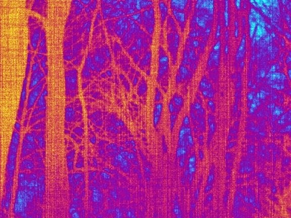 Infrared Birding: Comparing IR Devices