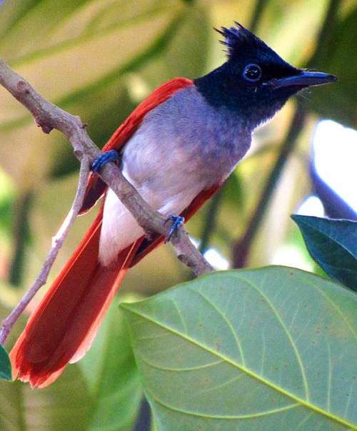 Indian paradise flycatcher images | Birds of India | Bird World