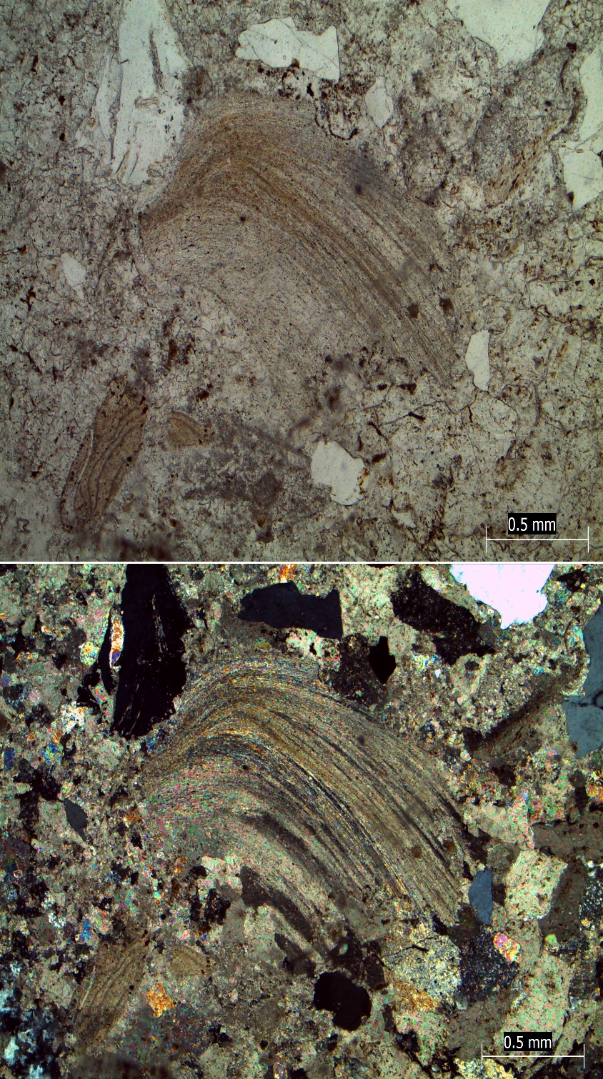 Rapid Uplift: Sea Water Chemistry And Shell Mineralogy: Tales Of ...