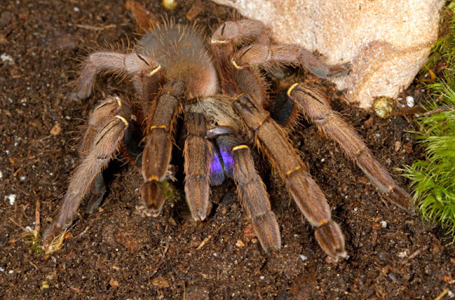 Tarantula | The Biggest Animals Kingdom