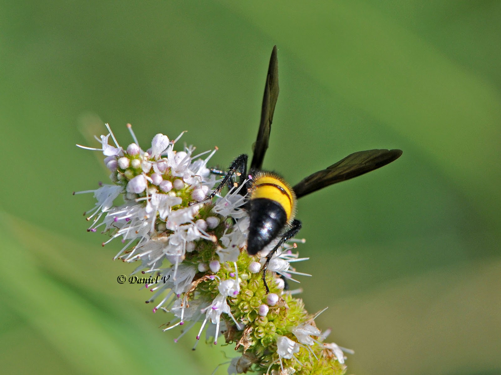 Macrophoto plaisir passion: La Scolie des jardins, Scolia hirta