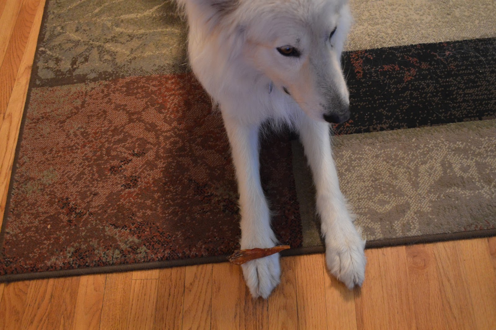 My Rotten Dogs: Blue Wilderness Beef Tendons