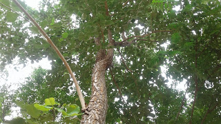 Gnanasuriabahavan Academy: செஞ்சந்தனம் தென்னிந்திய அரியவகை மரம் ...