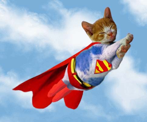 Super Cat HQ Wallapers Free Download - Wallpapers Photosz