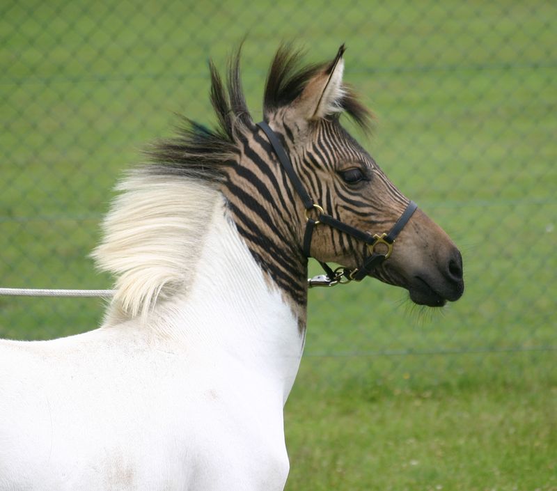 Zebroid | The Biggest Animals Kingdom