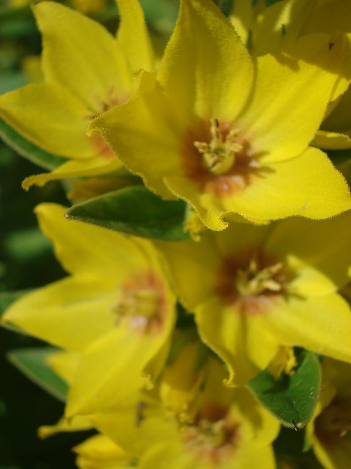Villitystä Savonlinnan seudulla: Tarha-alpi ja ukonkello, vanhan ajan ...
