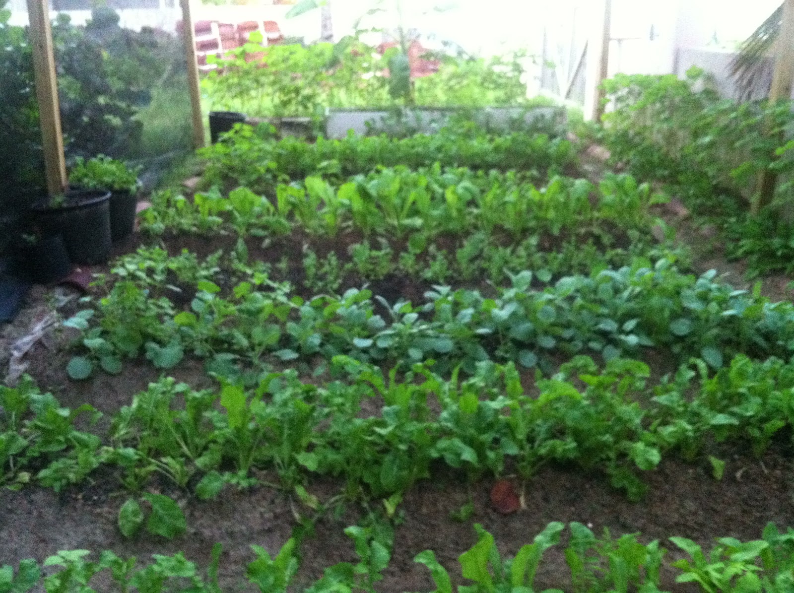 Anguilla's Chef Nick and The Straw Hat Restaurant Bringing a taste of ...