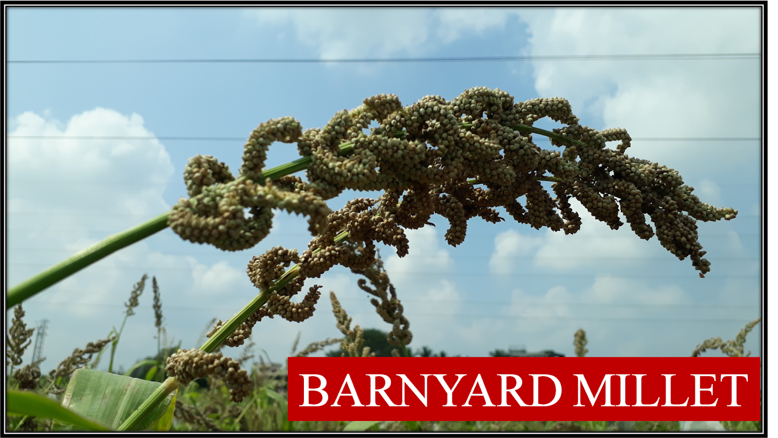 Miracle Barnyard Millet