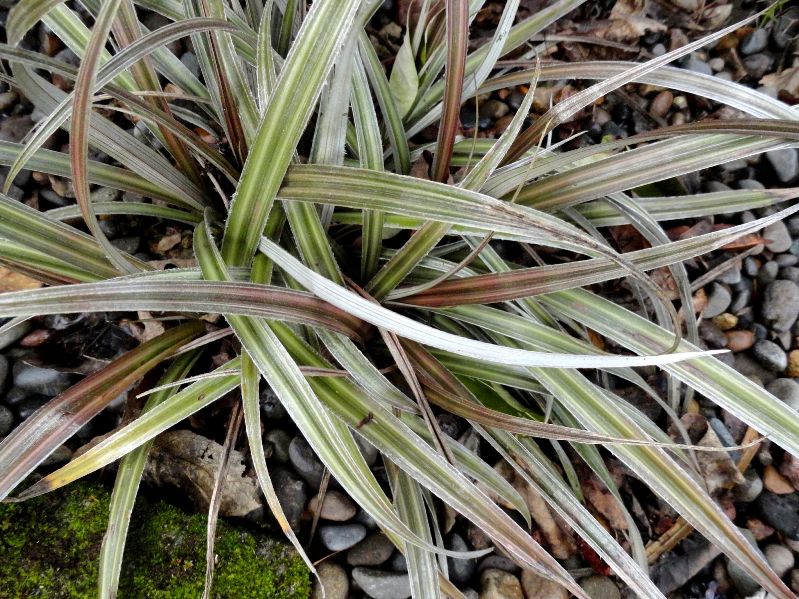 danger garden: Astelia nivicola ‘Red Gem’ is my favorite plant in the ...