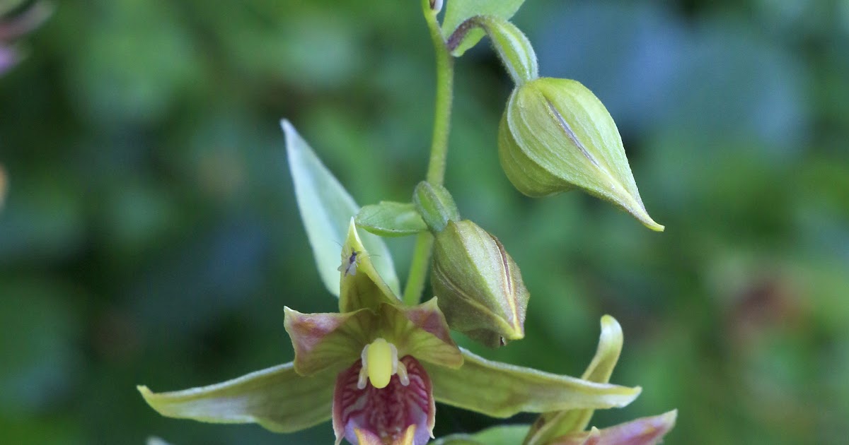 Native Orchids of the Pacific Northwest and the Canadian Rockies (and ...