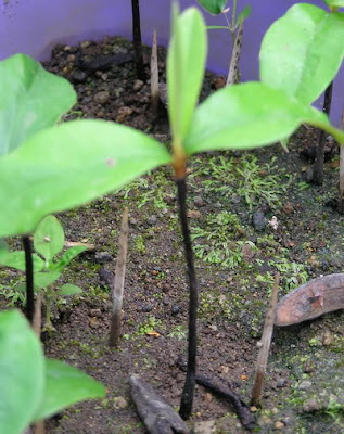 Macassar Ebony - Diospyros celebica Back