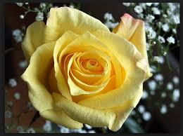 Book Readers Heaven: Morning's Promise Presented by Jennifer Anne F ...