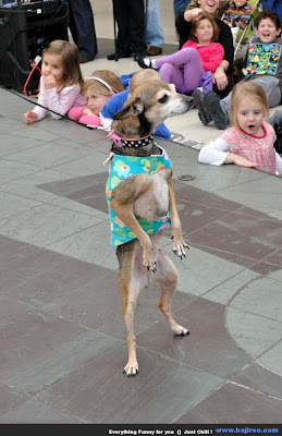 Funny dog dancing - Funny dancing. ~ Funny Pictures