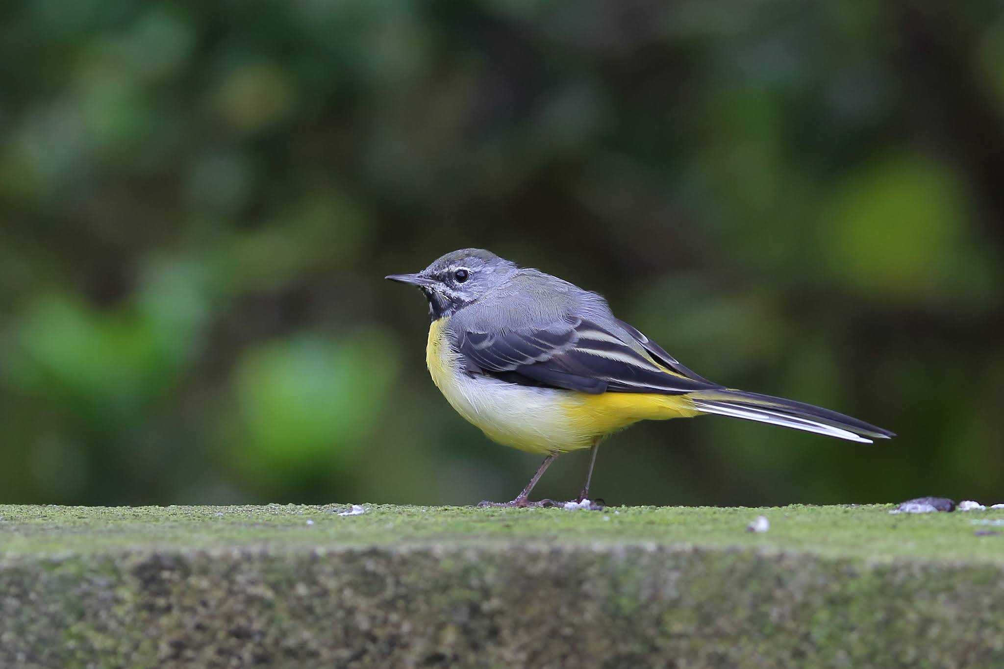 Viajes de pajareo, Spain birding trips: Pajareando por Azores. Birding ...