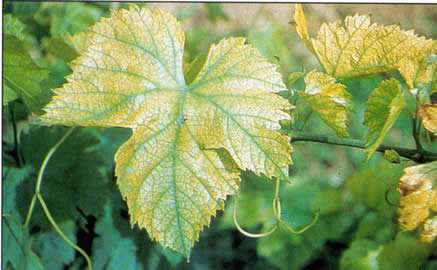 JARDIVIGNE: Petit point sur la Chlorose Ferrique