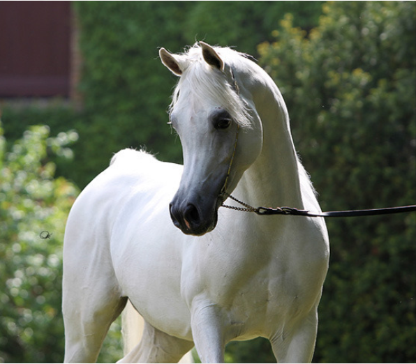 Sybil's Star: Why Sybil? (Some Personal Asides)