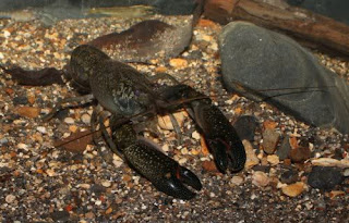 Cherax Quinquecarinatus ~ Crayfish | Crawfis | Huna | Lobster Galery