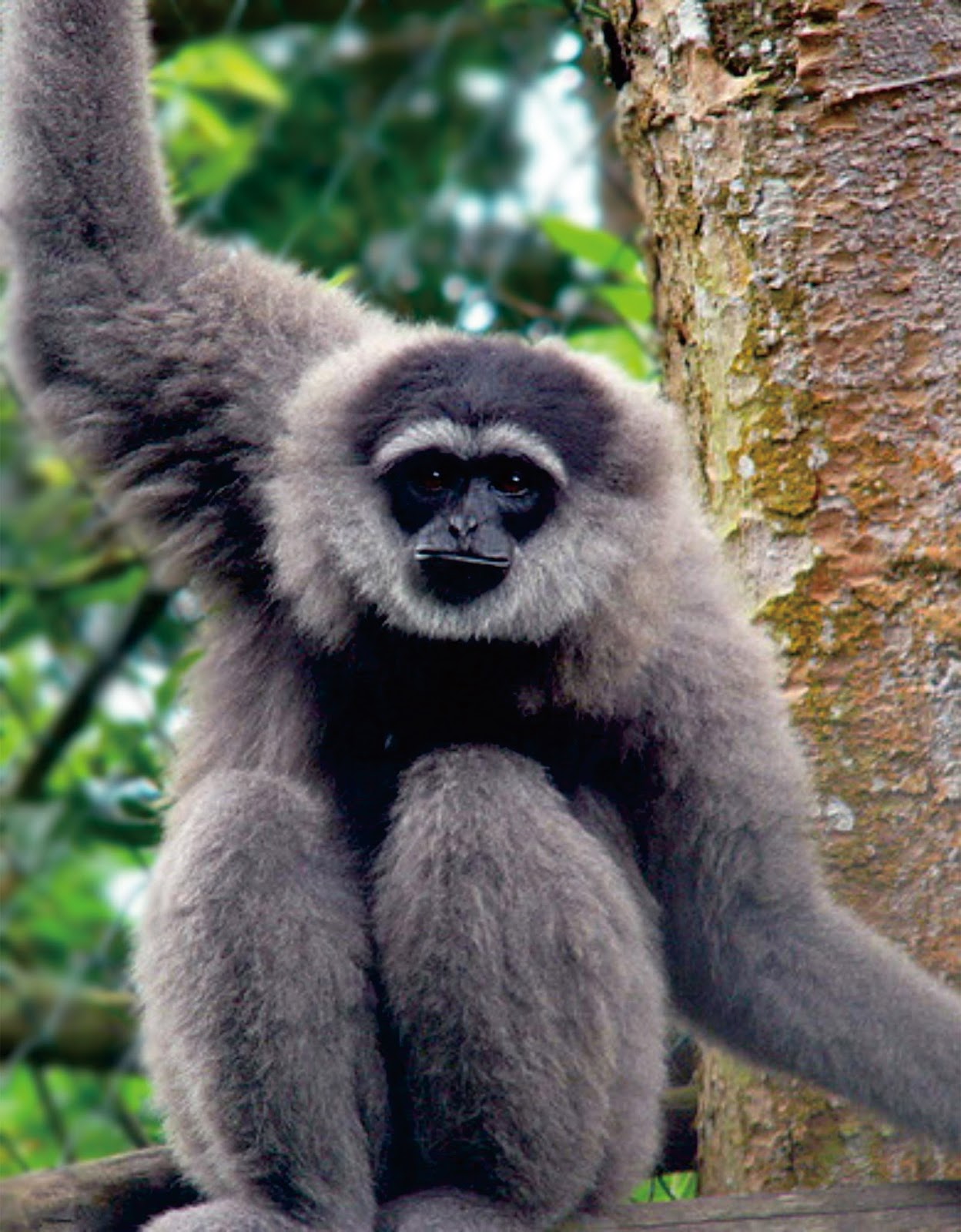KEHIDUPAN LIAR: Owa Jawa Di Gunung Puntang Malabar : Lambang Kesetiaan ...