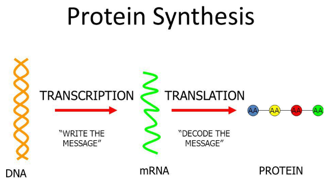 [J-sec] Protein Sequence Analysis of Covid19 using BioPython