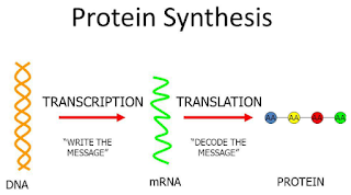 [J-sec] Protein Sequence Analysis of Covid19 using BioPython