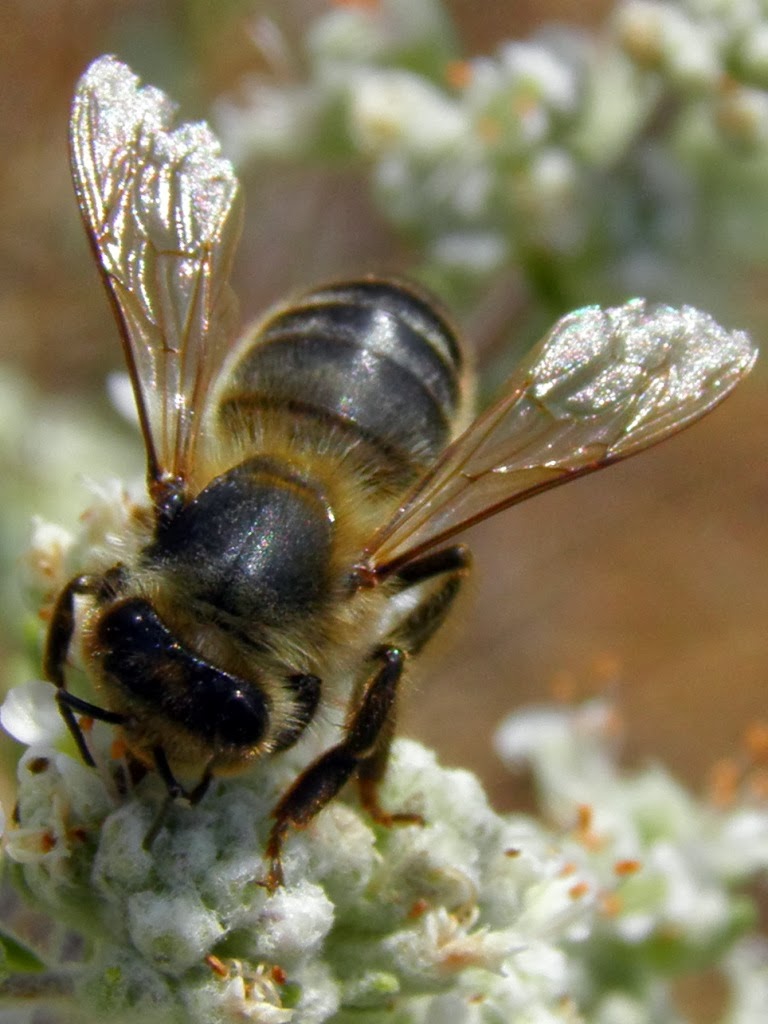 Taxonomía Arthropoda: Clase Insecta Orden Hymenoptera