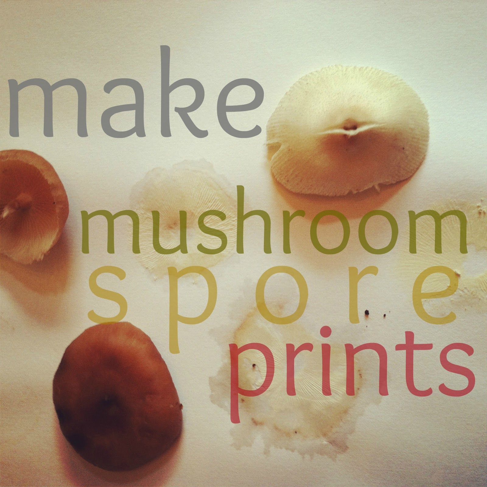 mamascout: make a mushroom spore print