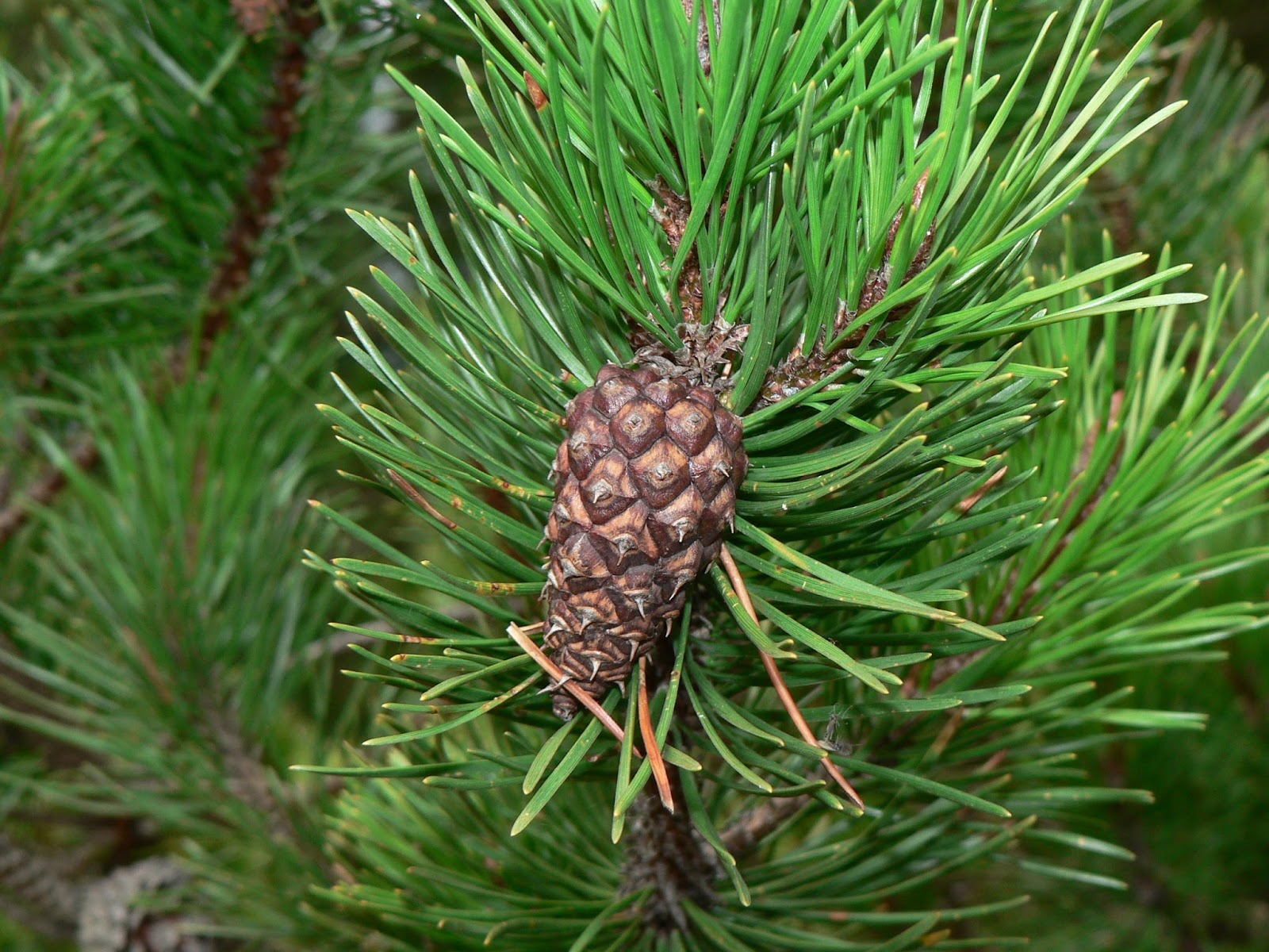 Trees Planet: Pinus Contorta – Lodgepole Pine