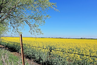 Photos From The Middle of Oklahoma: Lovely Spring Crop of Yellow Flowers