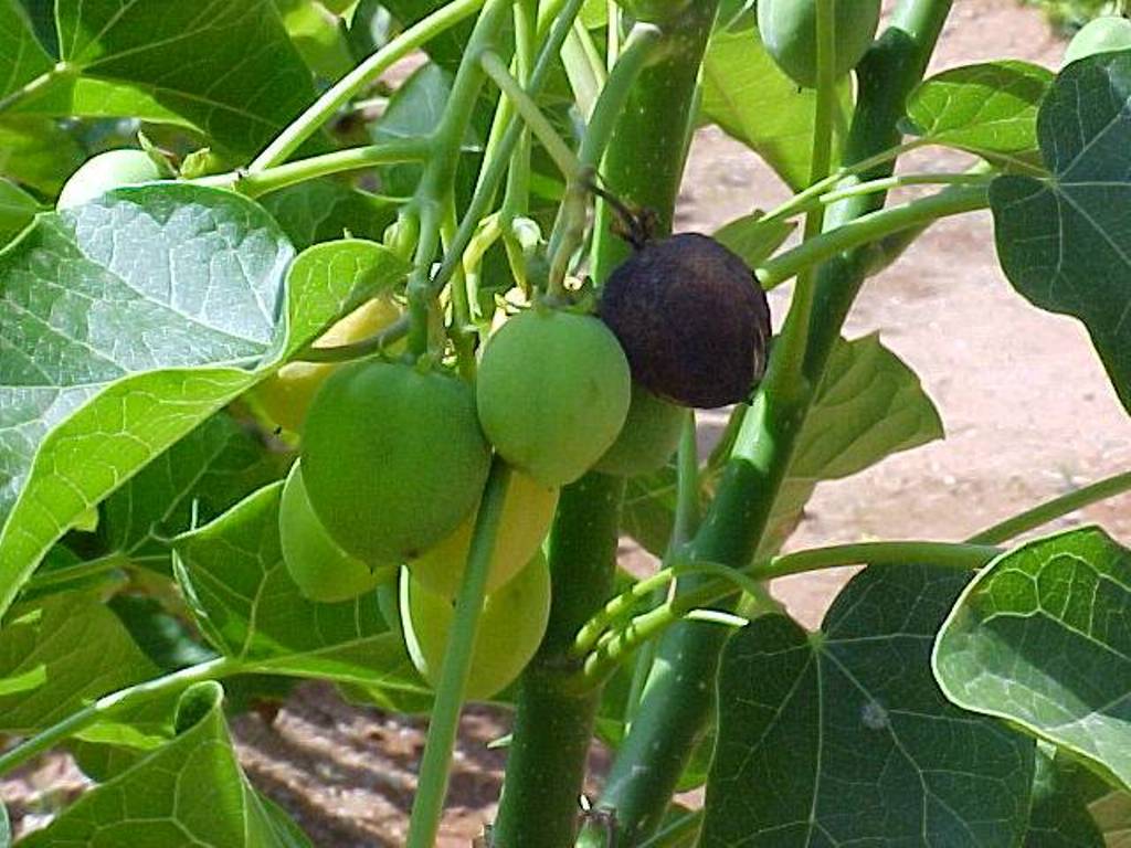 Information about jatropha Plant and it uses ~ Bio Fuels Blog