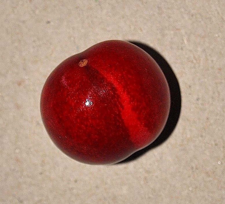 Dr. Antonio Torrelo: A TRIBUTE TO PROFESSOR RUDOLF HAPPLE