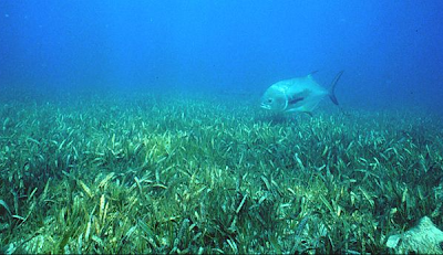 20 Miliar Ton Karbon, Tersimpan di Padang Lamun Dunia | Basecamp Petualang