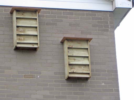 Action for Swifts: 4-box Swift Cabinet