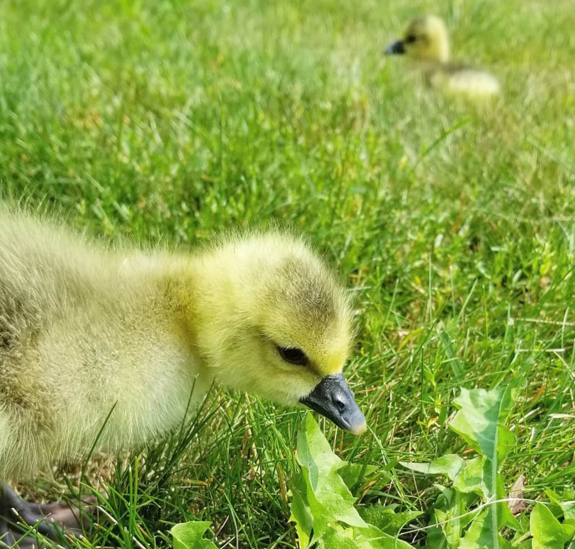 Our New Arrivals | Baby Geese! - Fresh Eggs Daily® with Lisa Steele