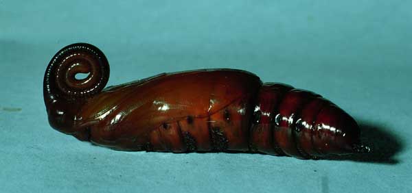 Caterpillar of the Day: Neococytius [cluentius?] | Caterpillar Eyespots