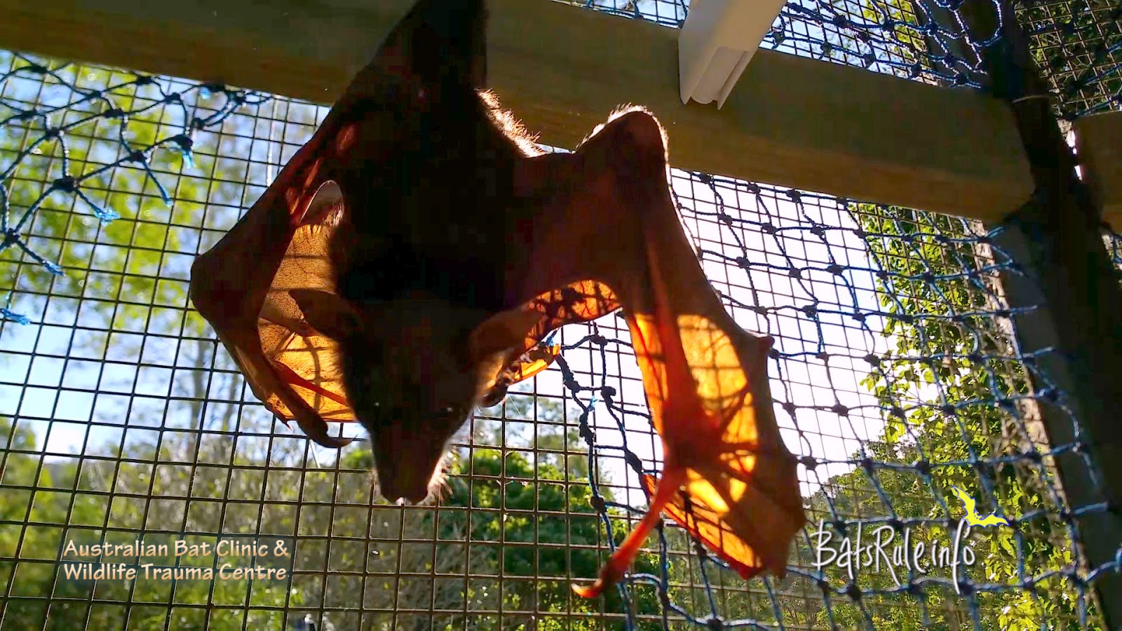Baby Megabat Little Red getting some sun flyingfox fruitbat