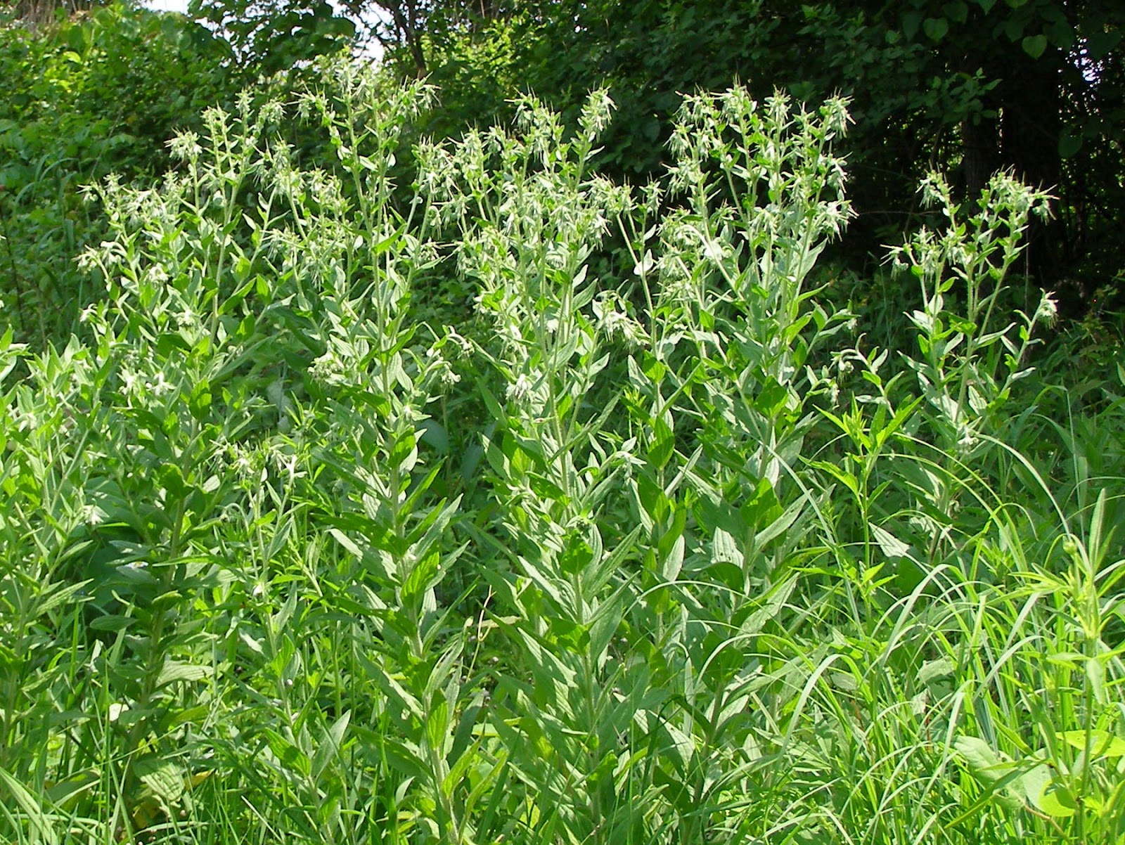 Blue Jay Barrens: Onosmodium Insects