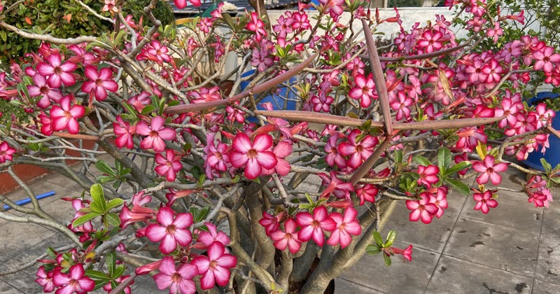 Stock Pictures: Flowering Adenium