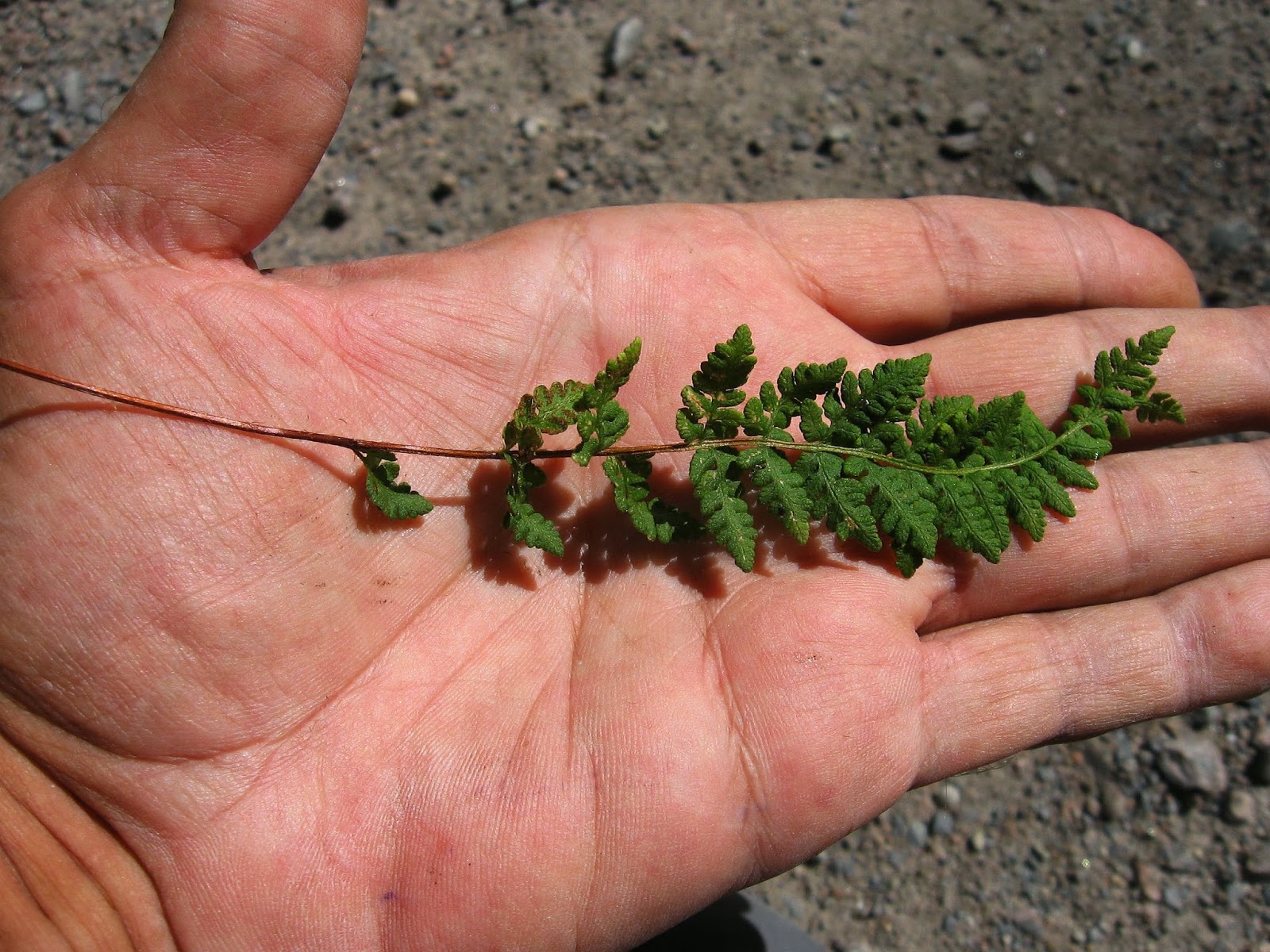 Tangled Web: The Ferns of the East