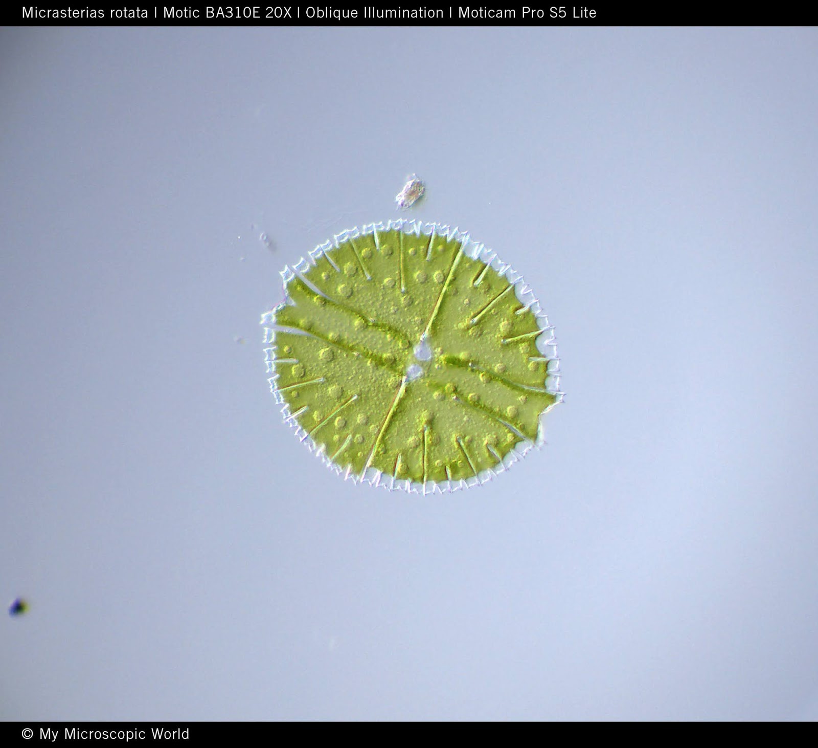 Motic Europe | Blog: Desmids - Beautiful single celled algae