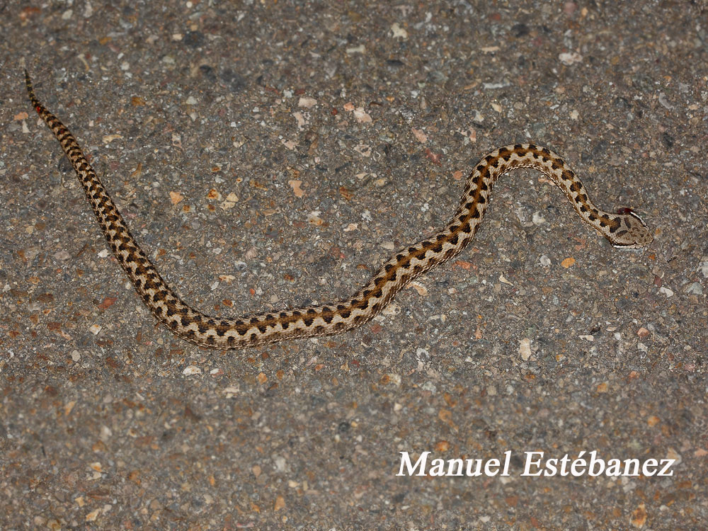Miradas Cantábricas: Víbora Áspid