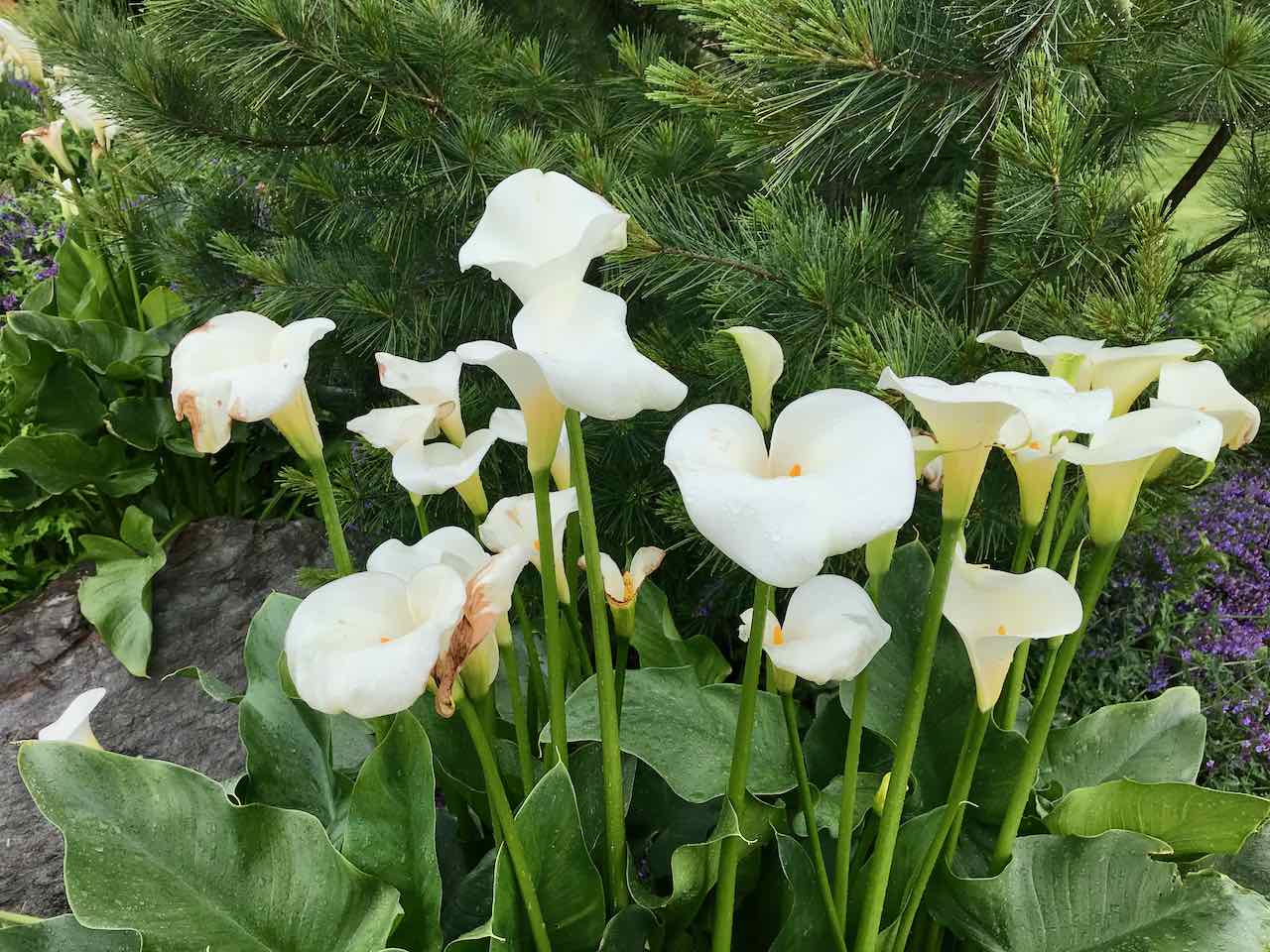 Eye on the Edge: Calla lilies and more
