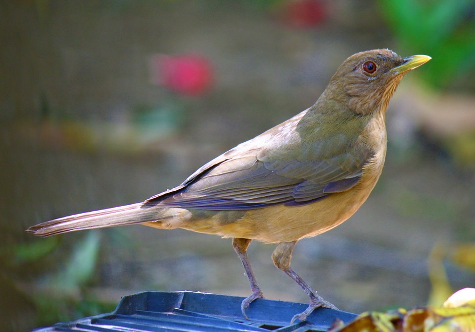 EL SALVADOR DE AYER Y HOY: "CENZONTLE", pocas aves puede igualar su ...