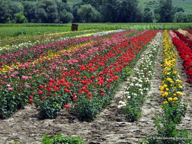 Capitala trandafirilor (homeland roses) CIUMBRUD, jud. ALBA