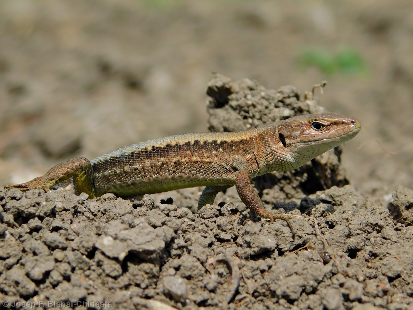 Sargantanes i Dragons: Herp Trip - Amfibis i rèptils de Sèrbia, el cor ...
