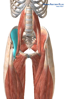 Michael Jocson Physiotherapy: The Iliacus: a LCF
