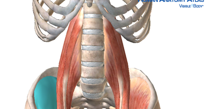 Michael Jocson Physiotherapy: The Iliacus: a LCF