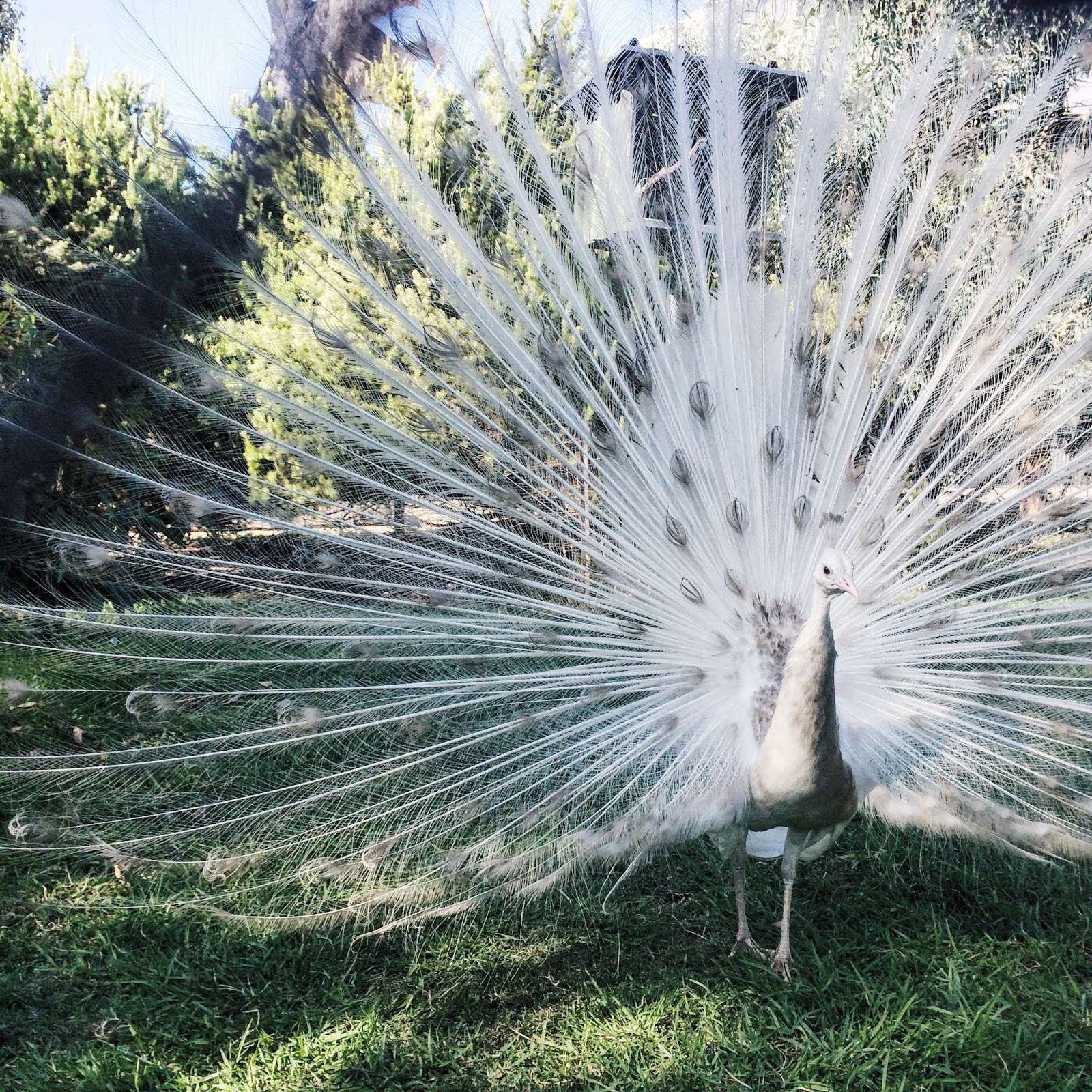 Perth Travelogue | part 2 - MONGABONG