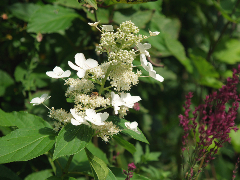Hydrangea paniculata, die Rispenhortensie: 'Papillon'