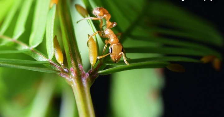 Acacia ant, image, Acacia classification and scientific name. Acacia ...